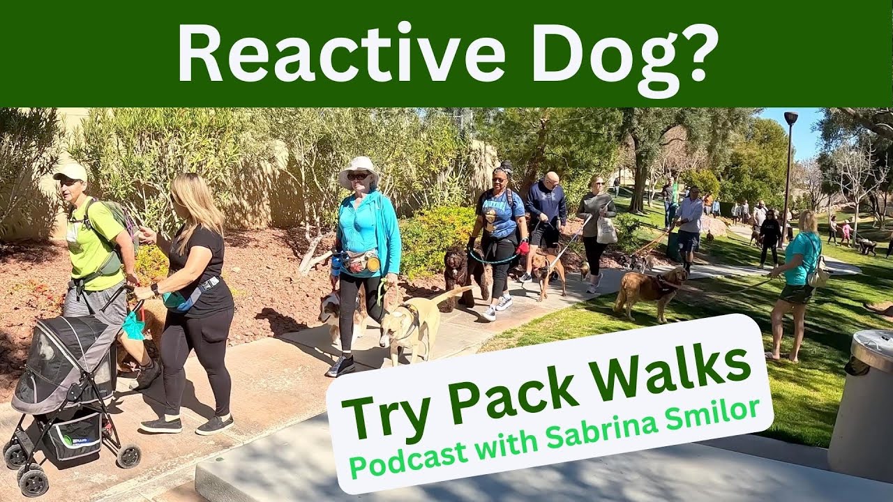 Pack Walks | Improve Your Dog's Reactive Behavior | Podcast With ...