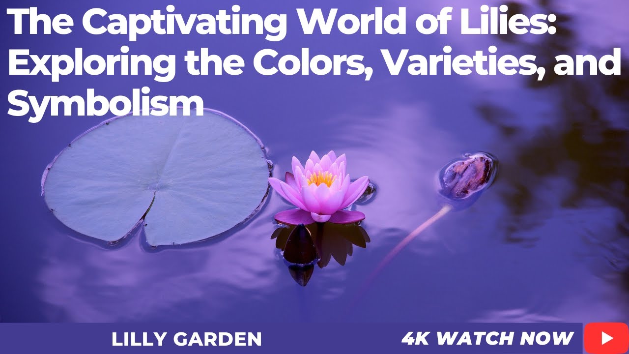 The Captivating World of Lilies: Exploring the Colors, Varieties, and ...