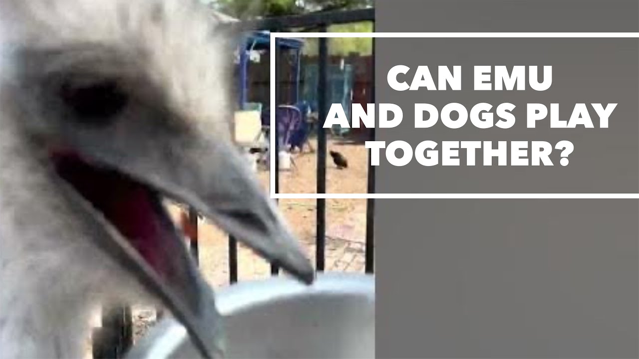 Do emu and dogs get along? Can Emu and Dogs play together? # ...
