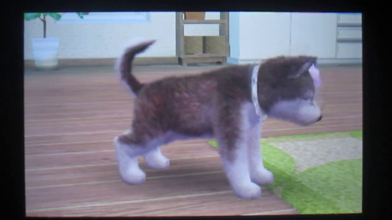Nintendogs+Cats Présentation de mes chiots (VG) - YouTube