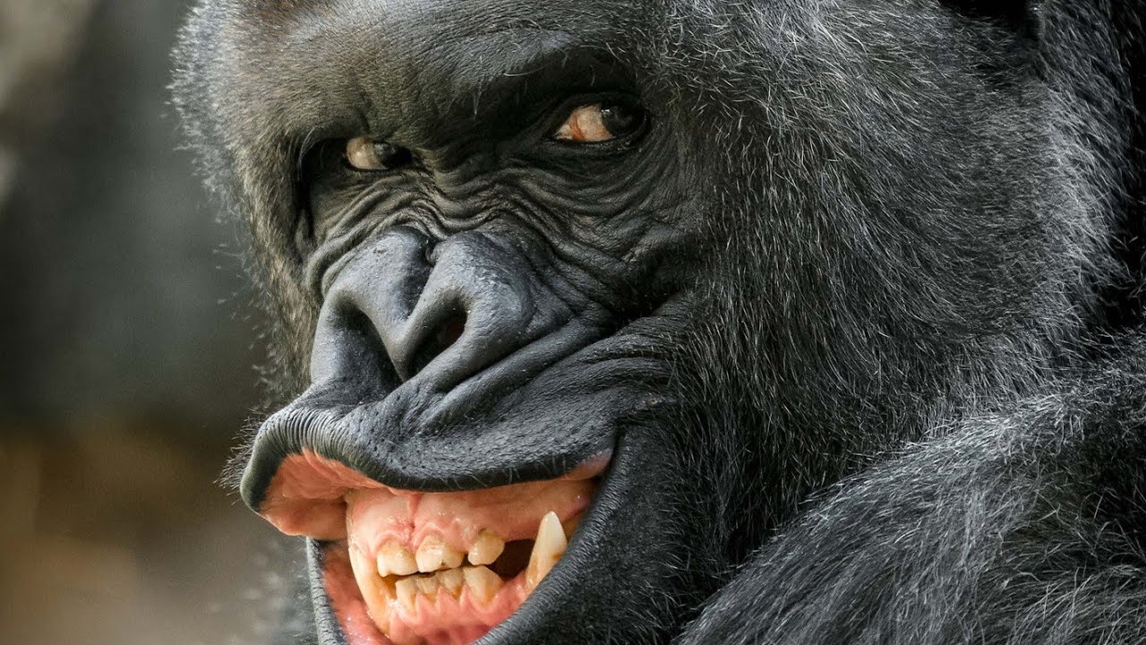 DC2 download Roblox 👉🎁👈 - YouTube