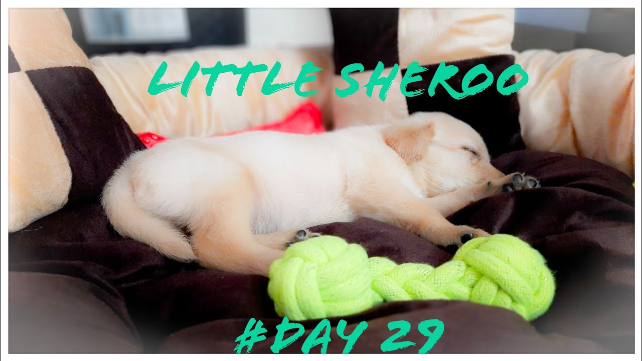 Meet little SHEROO!!!!||First day with us||Like||Share||Subscribe - YouTube