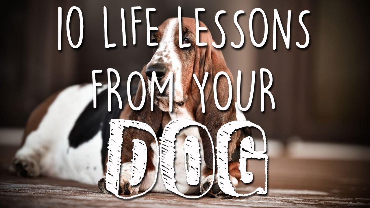 Take A Lesson From Your Dog