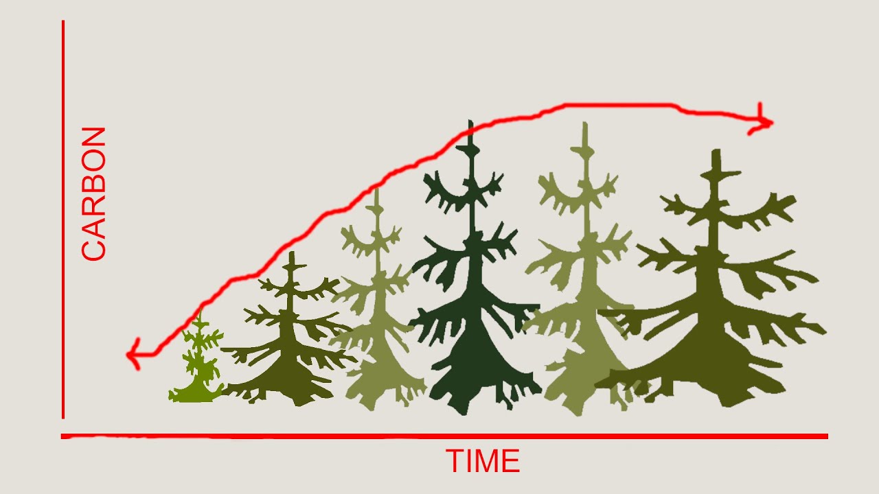 Fifteen Minutes in the Forest: The S Curve of Forest Carbon - YouTube