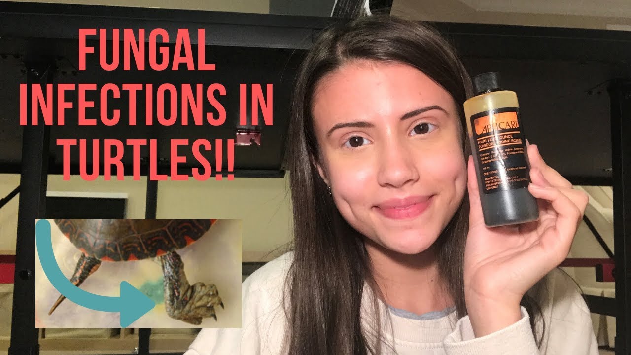 FUNGAL INFECTIONS IN TURTLES - how to cure with home made solution ...