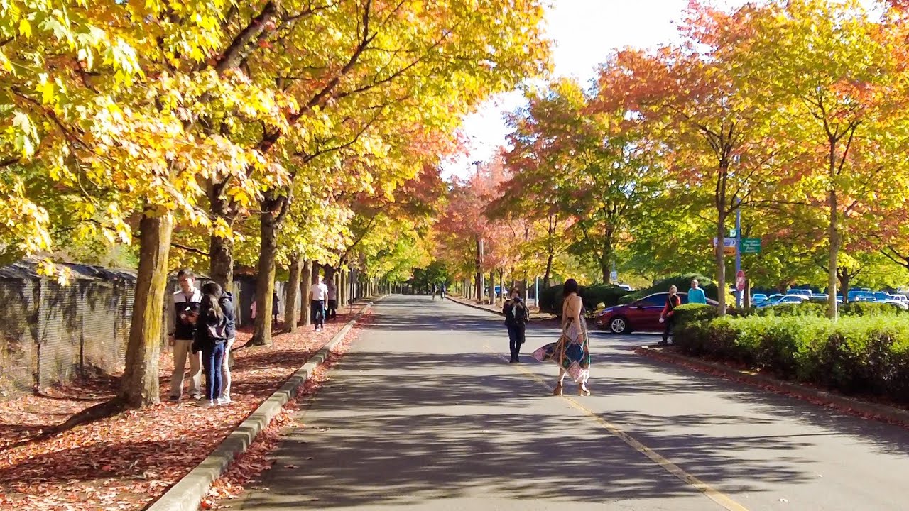 Colors Of Early Fall In The Pacific Northwest // Walking Gene Coulon ...