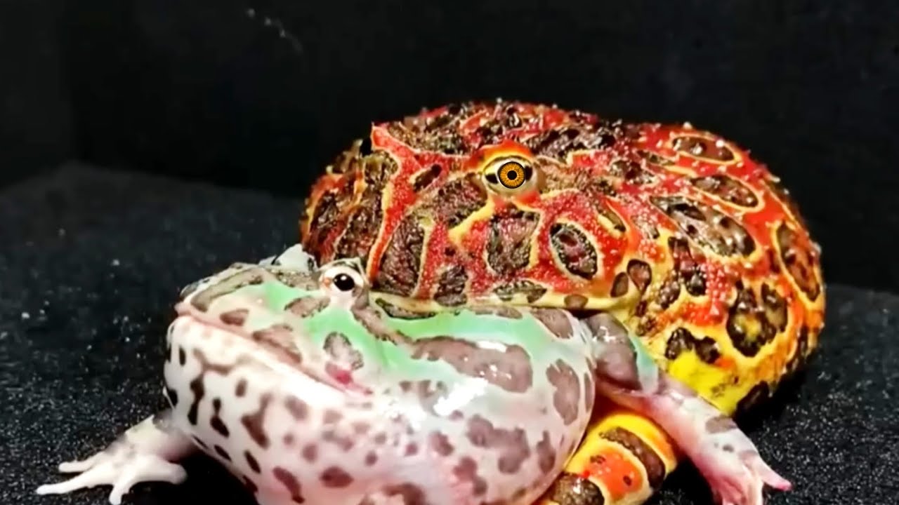 frog eat - pacman frog vs pacman frog [ LIVE FEEDING ] - YouTube