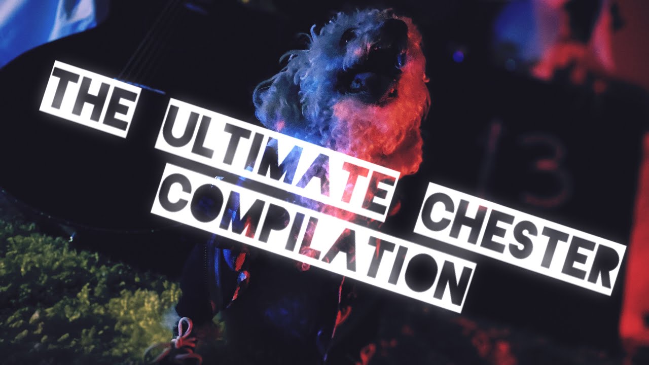 The Ultimate Chester Compilation (Chester the Handstand Poodler) - YouTube