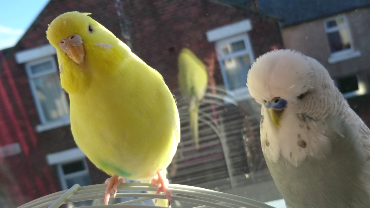 4K Budgies playing - YouTube