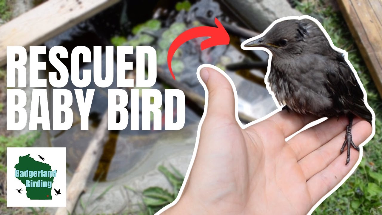 Wildlife Rescue: Saving a Baby Starling from Certain Death - YouTube