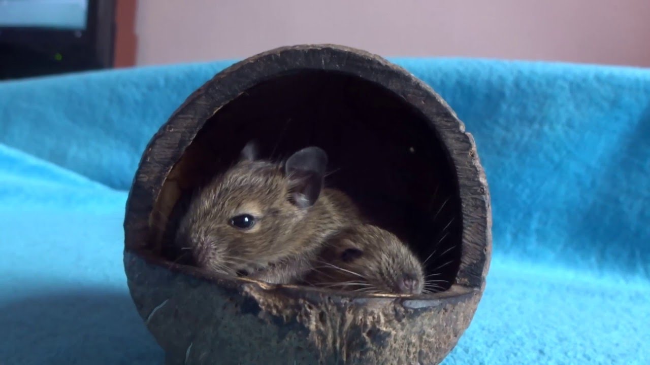 Degu Babies | Coconut #1 - YouTube