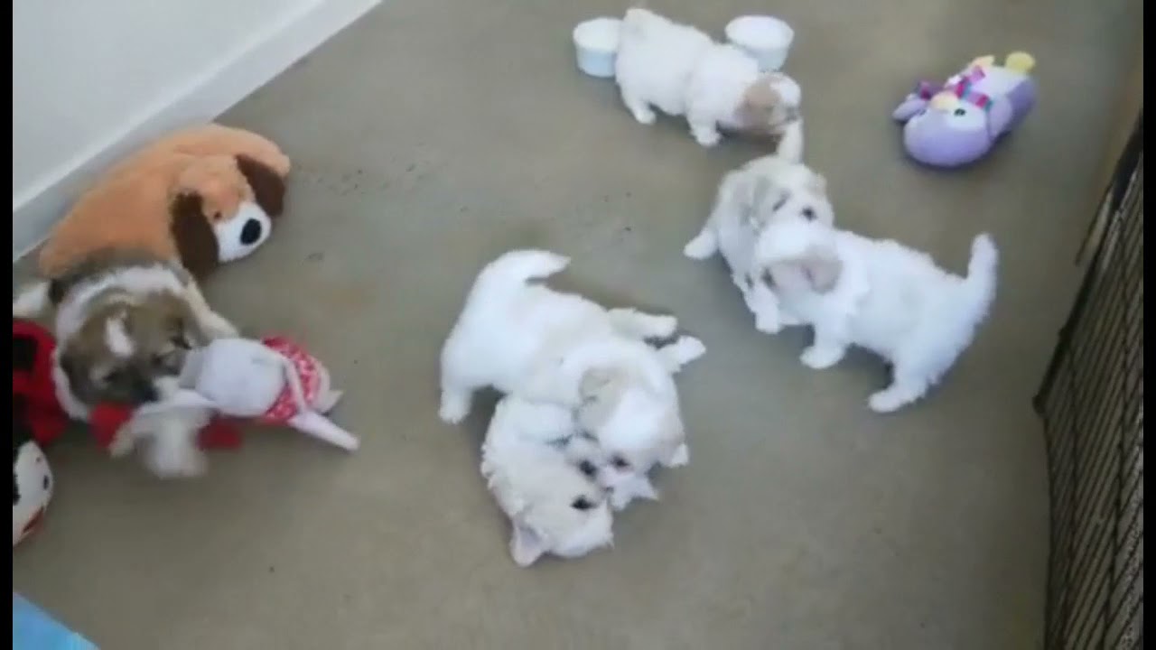 Puppy Slideshow - YouTube