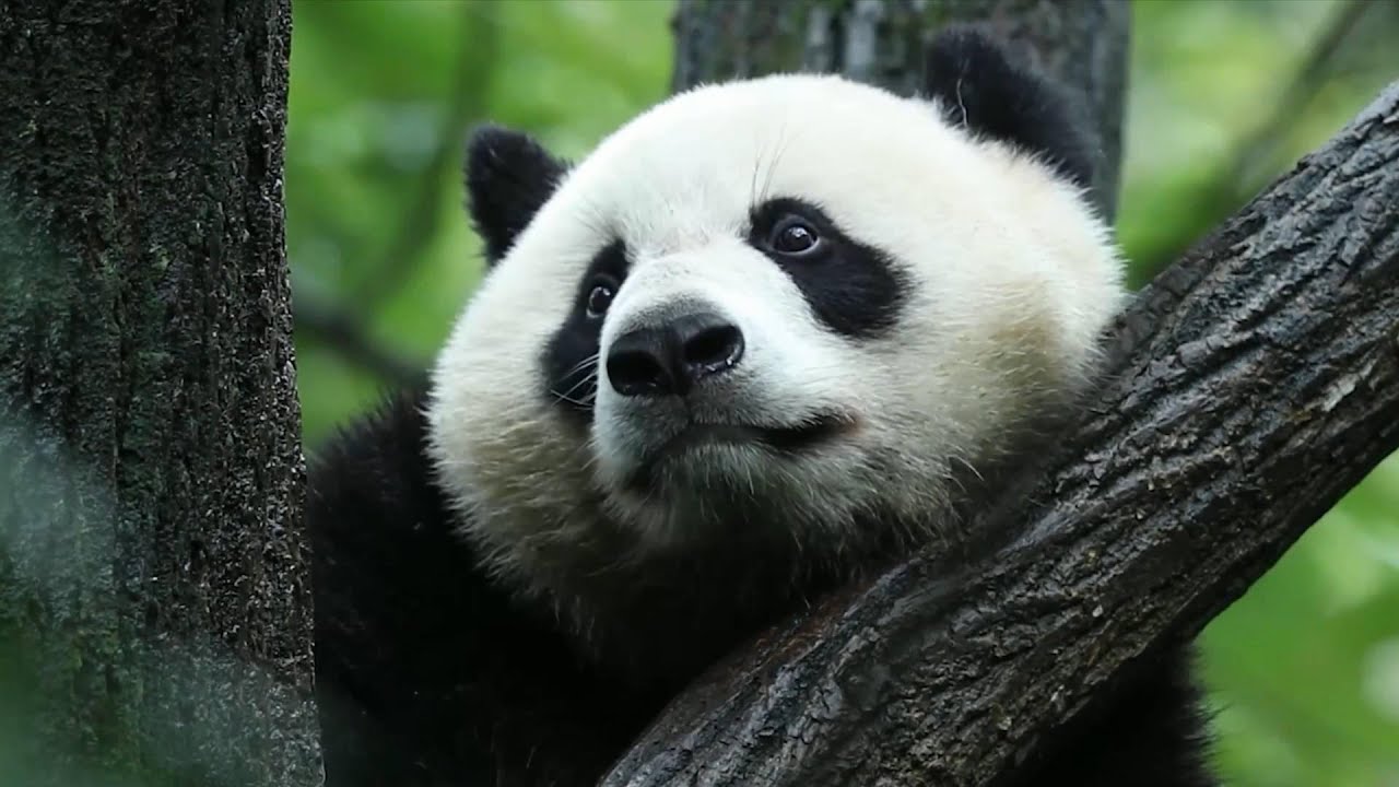 GLOBALink | National park boosts panda protection in China - YouTube