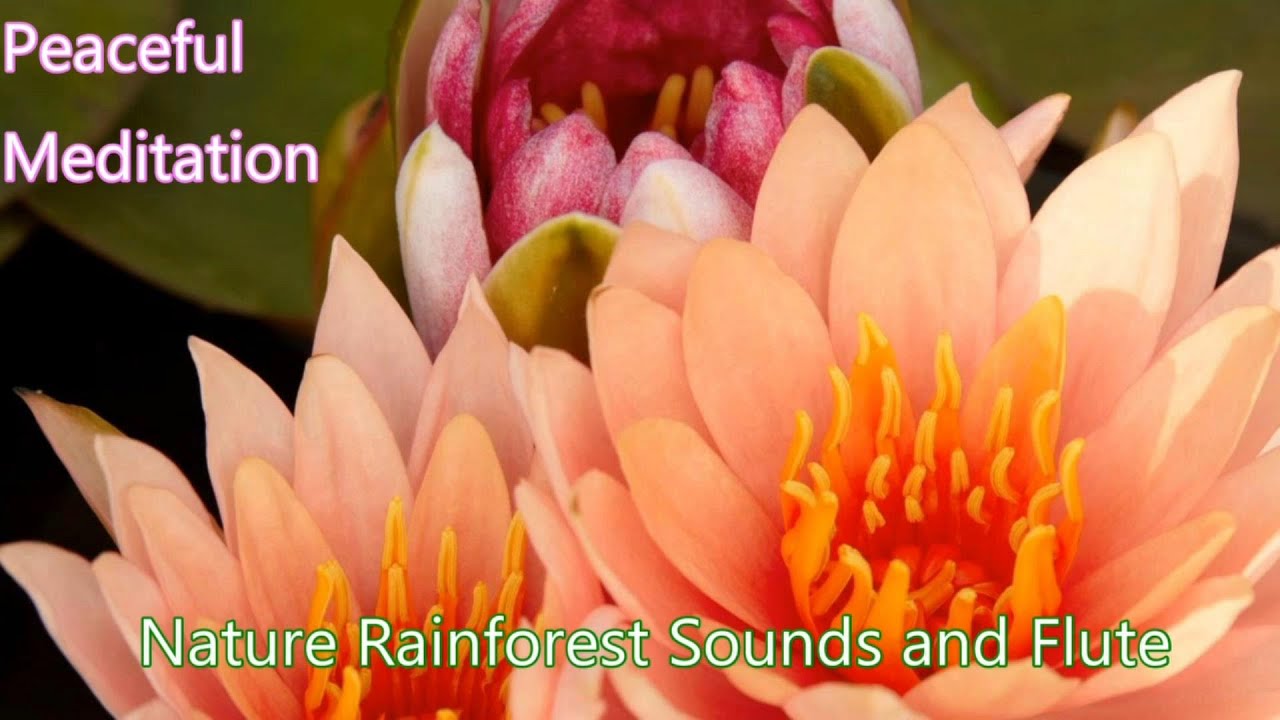 Lotus Beauty Spiritual Purity Peaceful Meditation with Healing Sounds ...