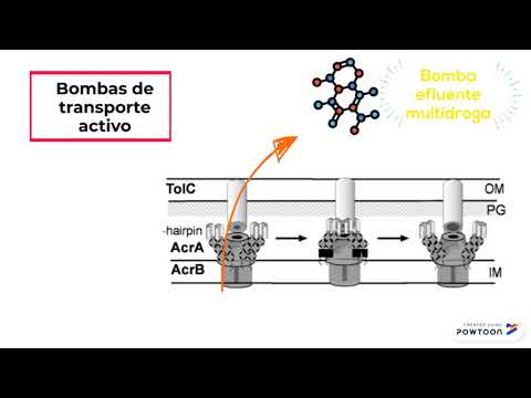 E coli video 3.1