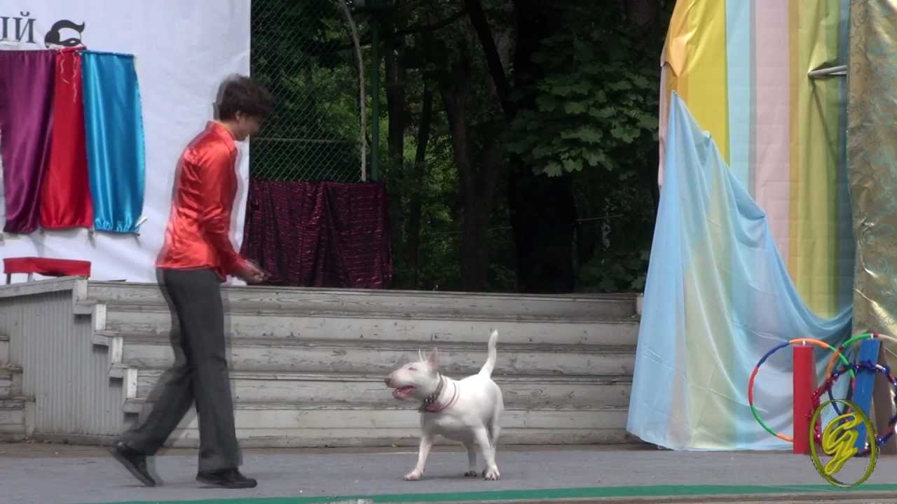 Bull Terrier dancing - YouTube