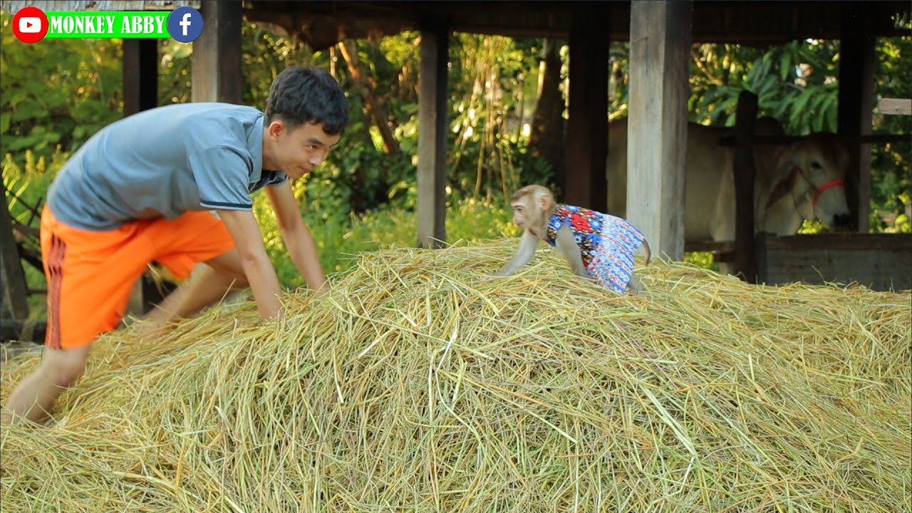 Very Funny monkey | Monkey Abby Play Straw with daddy | Monkey paly ...