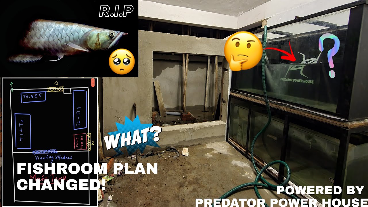*NEW* fishroom plan | arowana dead | 4000G tank update | Big aquarium ...