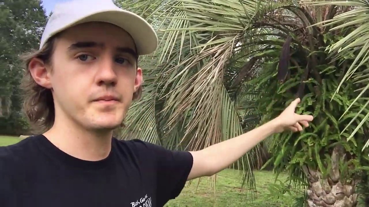 Tree Facts YouTube tree-facts-youtube