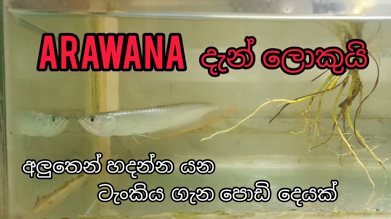 ARAWANA fish new tank /ARAWANA දැන් ලොකුයි අලුත් ටැන්කියට කලින් - YouTube