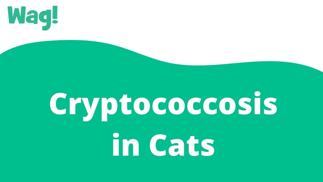Cryptococcosis in Cats | Wag! - YouTube
