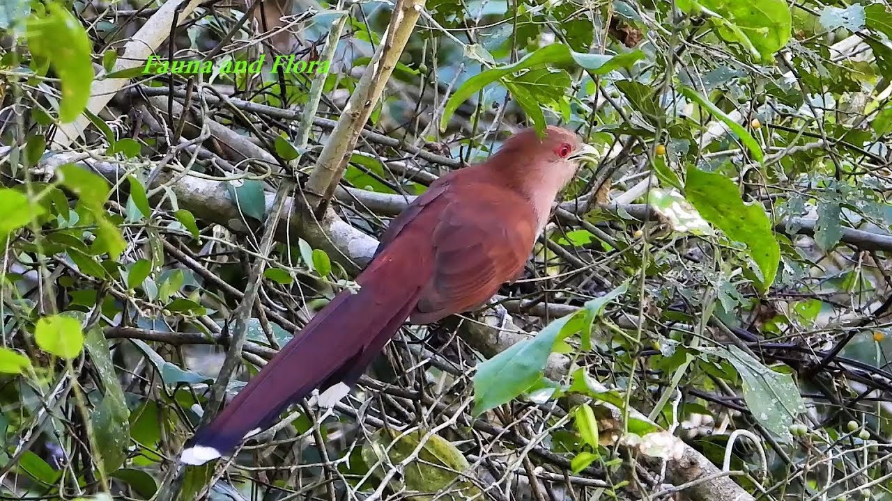 SQUIRREL CUCKOO free in the wild (PIAYA CAYANA), ALMA-DE-GATO, RABO-DE ...