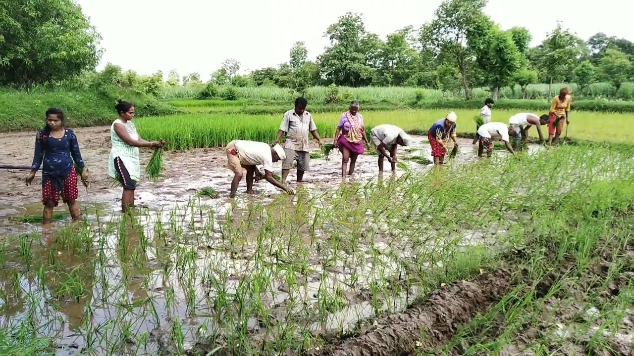 Dhodiya video 2023,adivasivideo,zini zini kubhadi ne baja haja Bhat ...