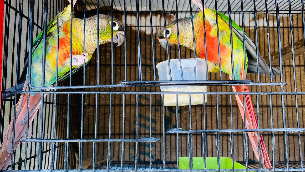 Beautiful Parrot breeding setup || Parrot food and nesting - YouTube
