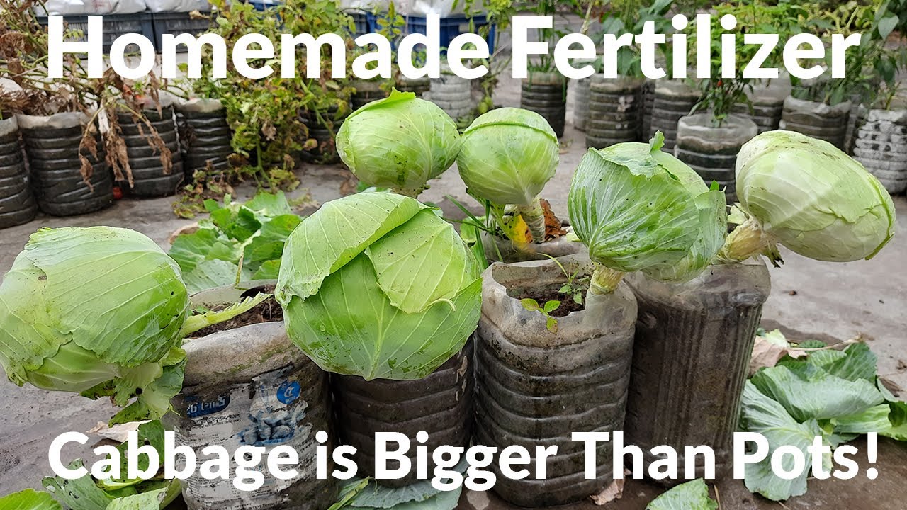 Natural Cabbage with Organic Fertilizer for Vegetables - YouTube