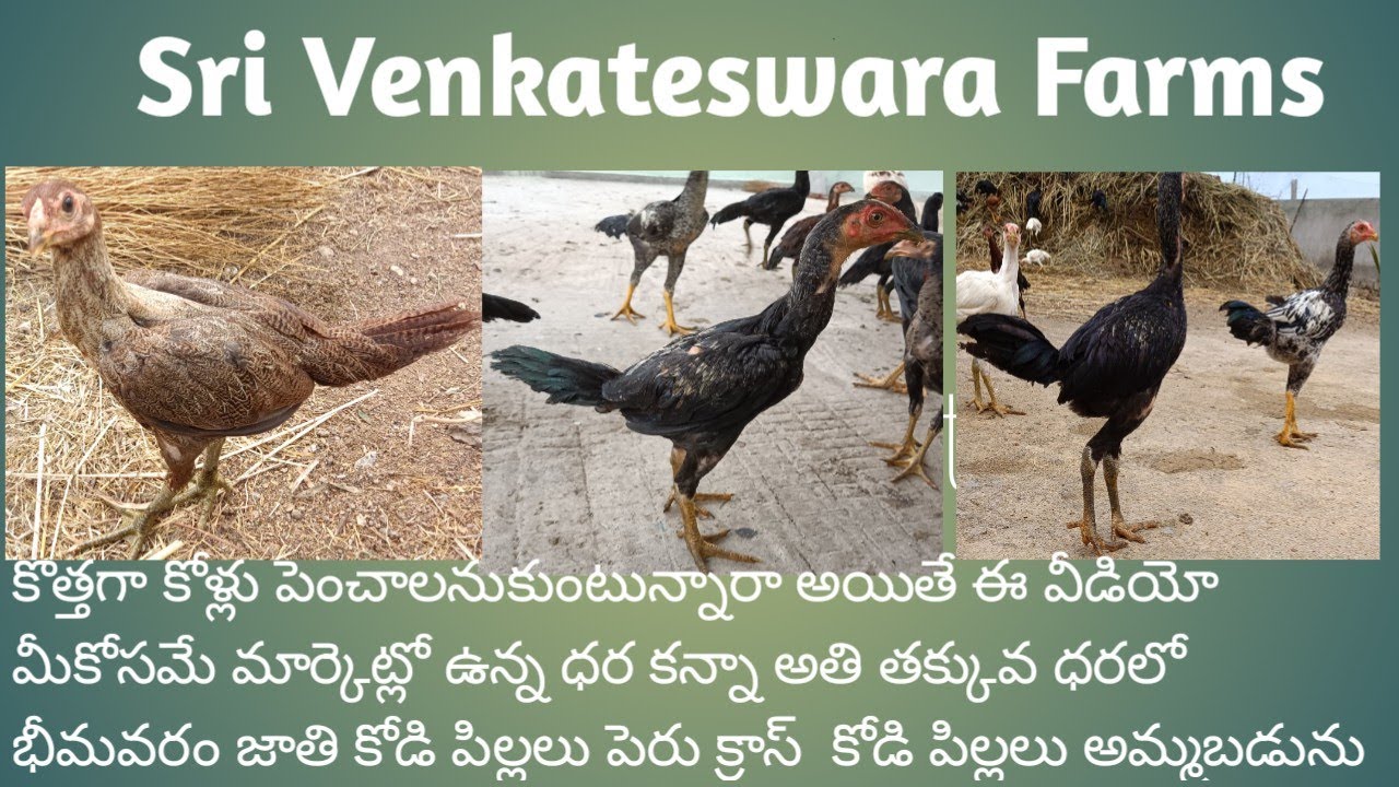 LOW COST BEST QUALITY CHICKS []Sri Venkateswara Farms Bhimavaram Chicks ...