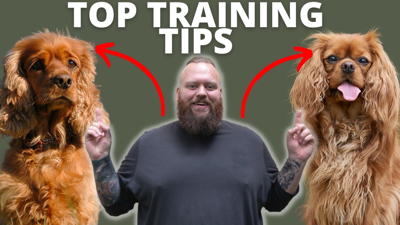 3 TIPS FOR TRAINING YOUR SPANIEL - YouTube