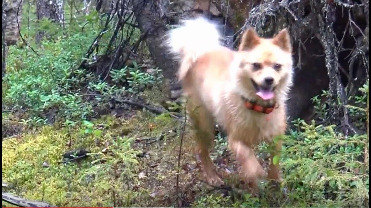 Pystykorvan kanssa lintumailla - YouTube