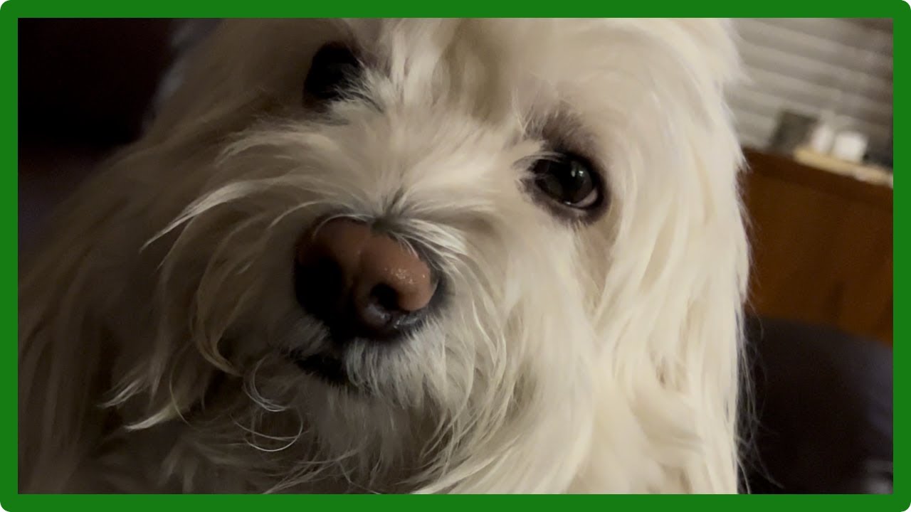 HOW SYMBA DOES IT ?: ️🐶 - YouTube