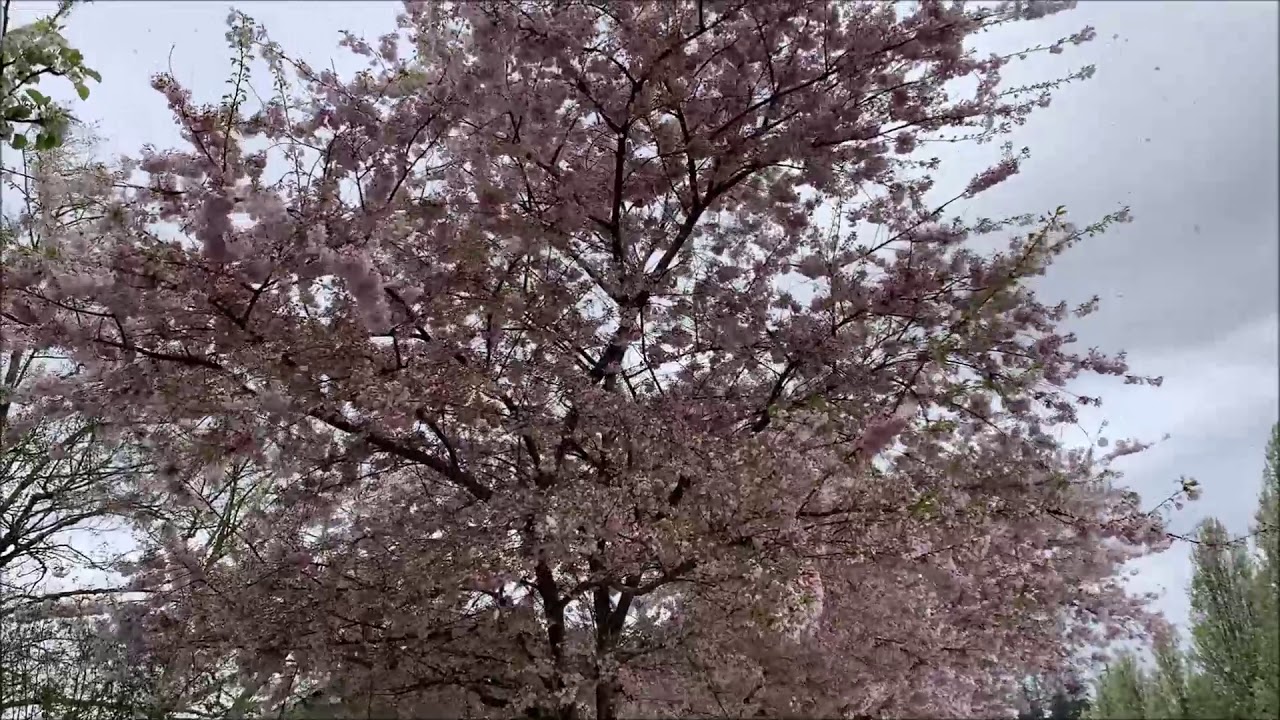 The Falling Cherry blossom - YouTube