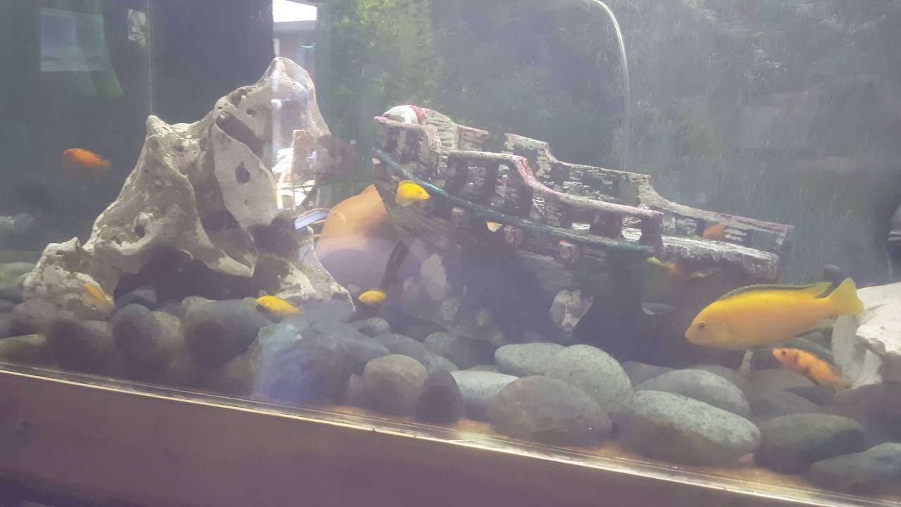 Baby African Cichlids fish fry in the big tank. - YouTube