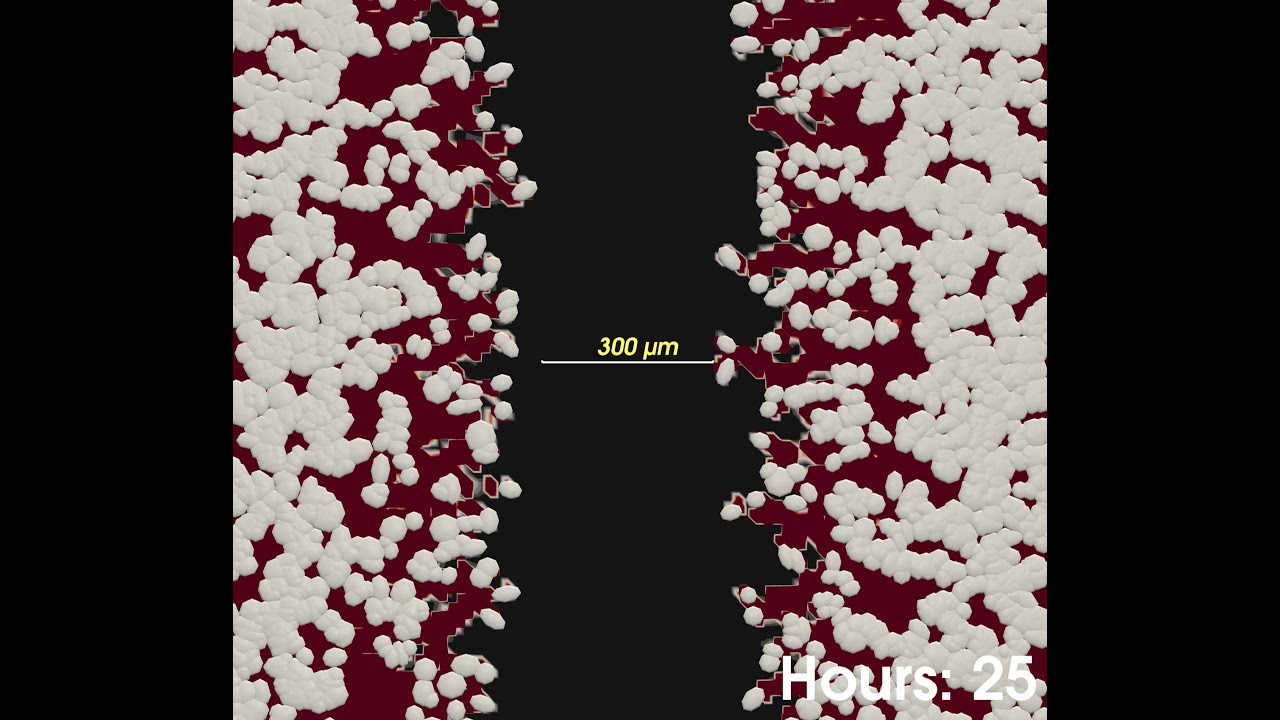 In silico model of a 2D wound-healing assay experiment - YouTube