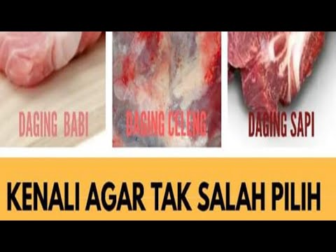 Perbedaan daging sapi dan babi - YouTube