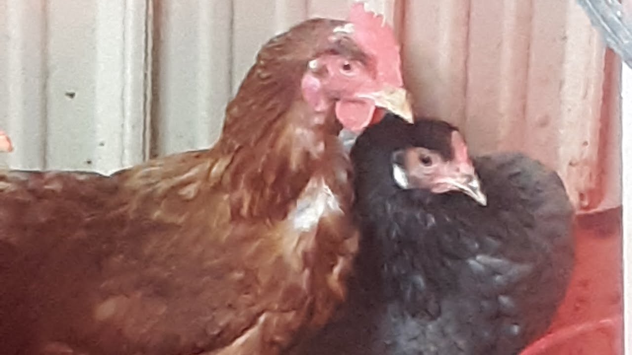 Free Range "Recess" For The Hens - Checking Chickens At Twin Oaks ...