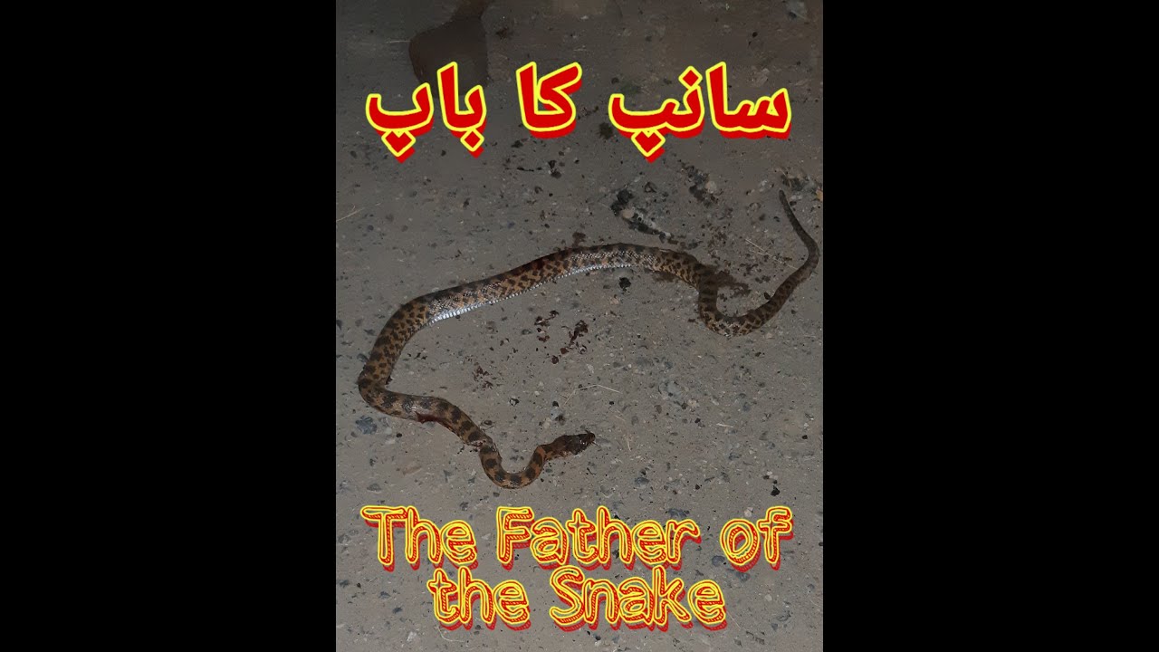#Father_Of_the_Snake #Snake سانپ کا باپ|| Father_Of_The_Snake - YouTube