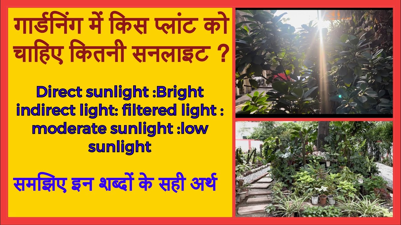 Plant Light Guide: Full Sun to Indirect Light Explained॥किस प्लांट कों ...