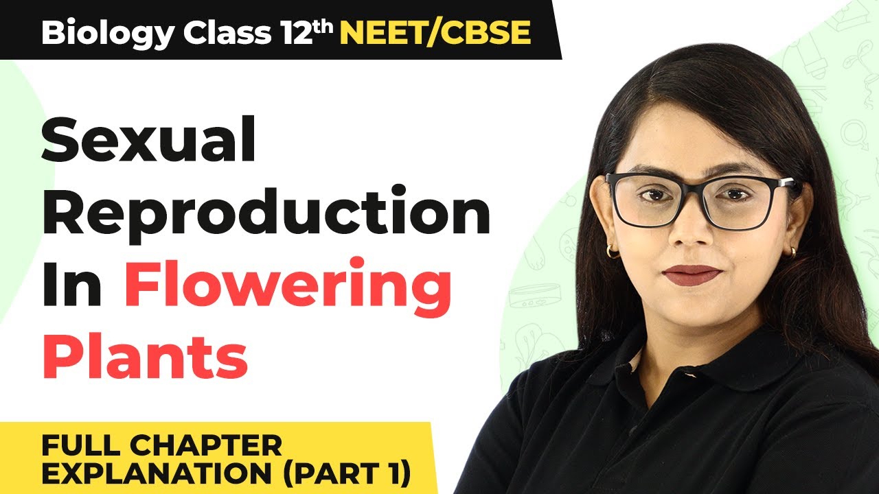 Class 12 Biology Ch 2|Sexual Reproduction In Flowering Plants Full Ch ...