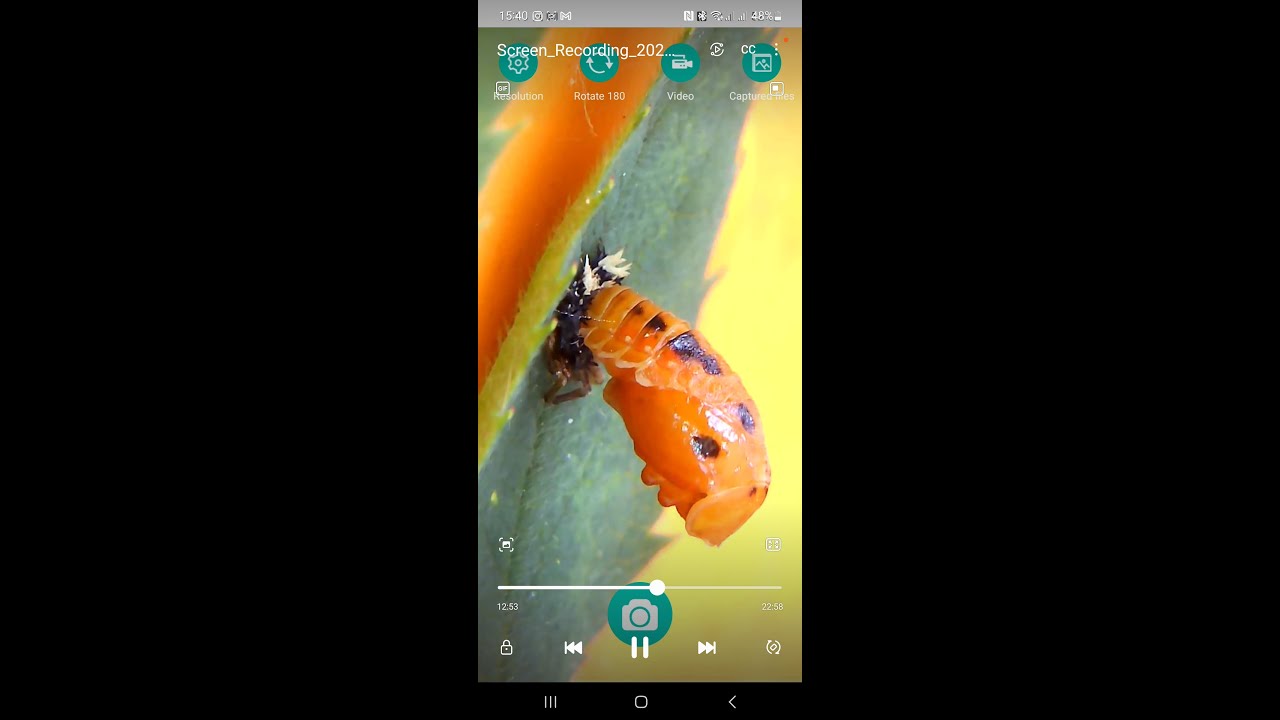 Ladybird pupating - YouTube