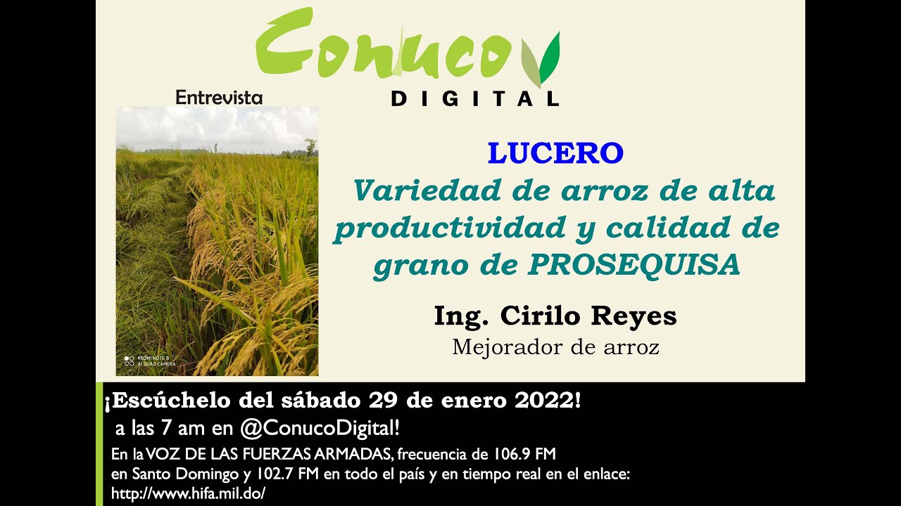 2022.01.29. Conuco Digital. Lucero variedad de arroz de alta ...