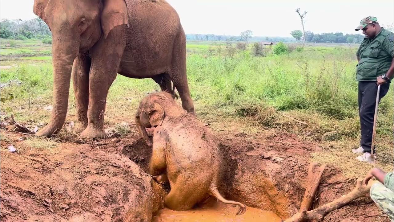 "Miracle Rescue: Baby Elephant Saved from Well While Mom Watches in Awe ...