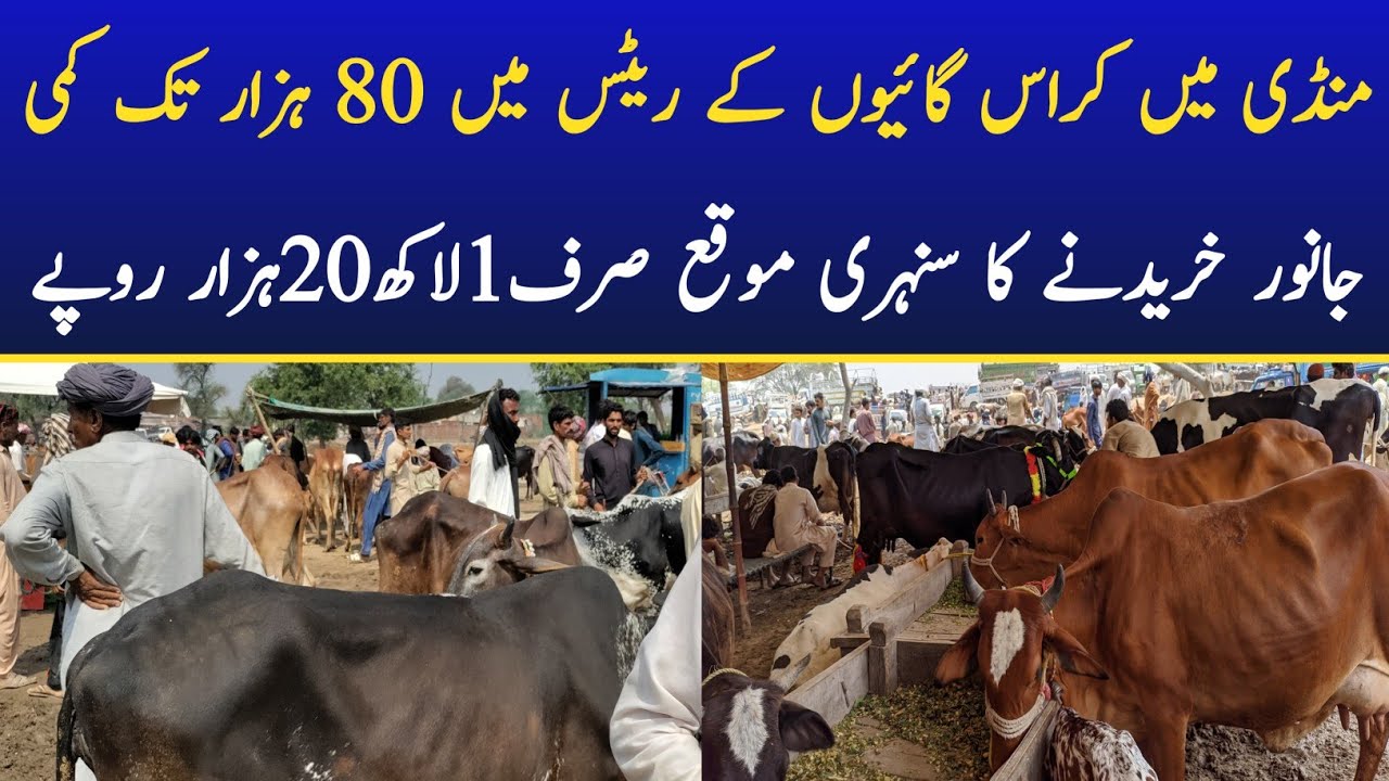 Today Malumor Janwar Mandi Update | Cow Mandi 2023 | Janwar Mandi YT ...