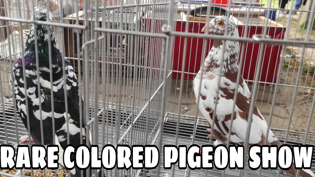 Rare Colored Pigeons ( 1st Cavite Rare Colored Pigeon Show) - YouTube