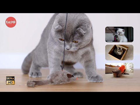 Kucing Lucu Banget Bikin Ngakak Bisa Ngomong - Gemesin Main Sama Majikan - Video Kucing Lucu - [HD]