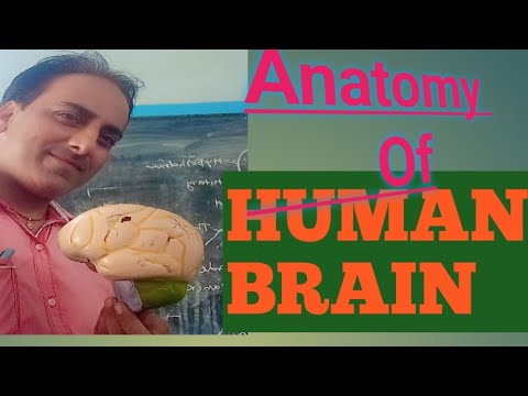 Human Brain - YouTube