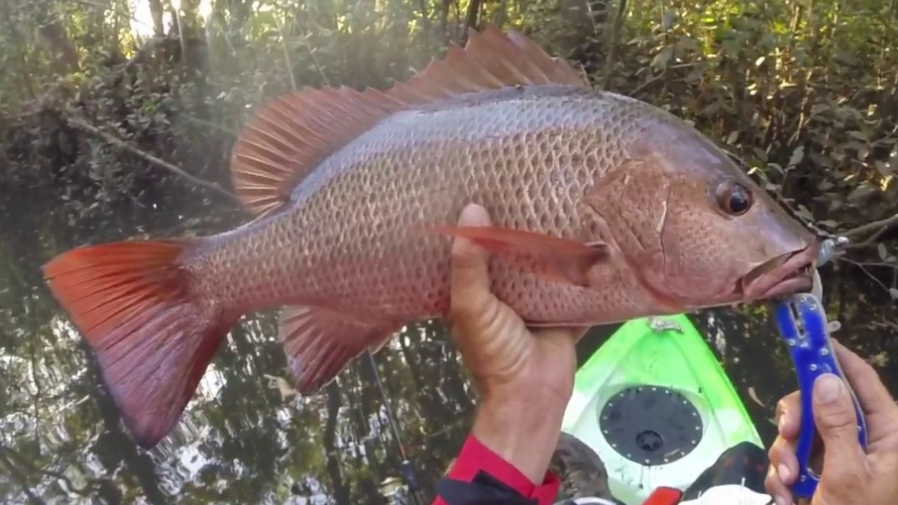53cm Mangrove Jack in Rainforrest Creek Fishing From 2.7m Dragon Kayak ...