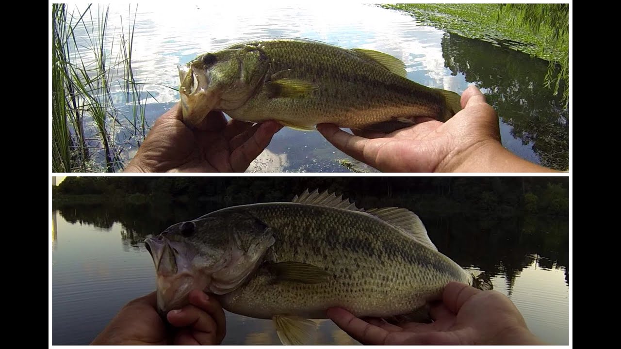Toronto Bass Fishing - Grenadier Pond, High Park - 2015 - YouTube